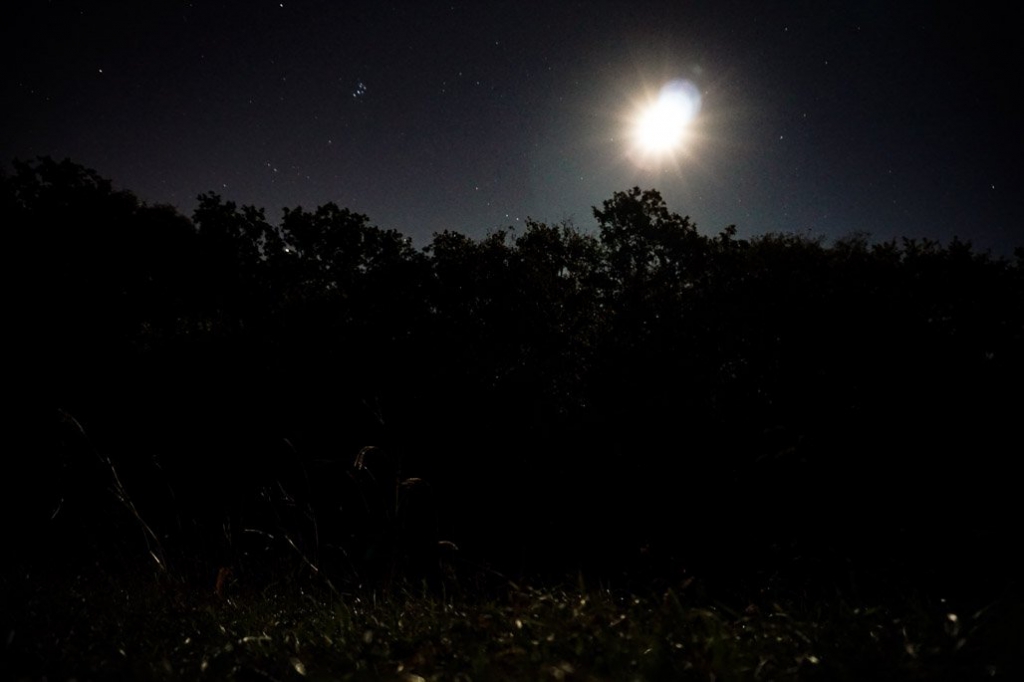 Hoia Baciu Forest: World's Most Haunted Forest - Amy's Crypt