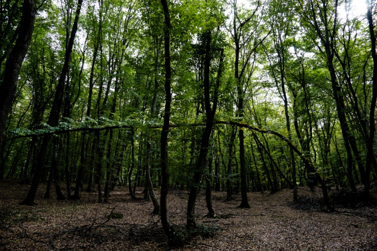 Hoia Baciu Forest: World's Most Haunted Forest - Amy's Crypt