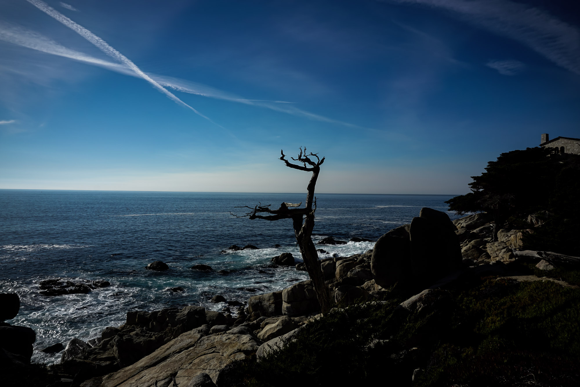 The Ghost Tree of 17 Mile Drive, California - Amy's Crypt