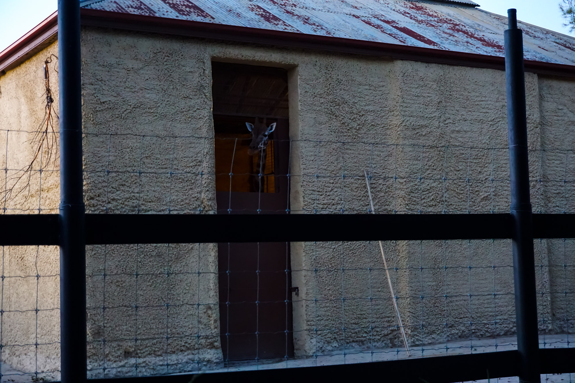 Haunted Adelaide Zoo Ghost Stories - Amy's Crypt