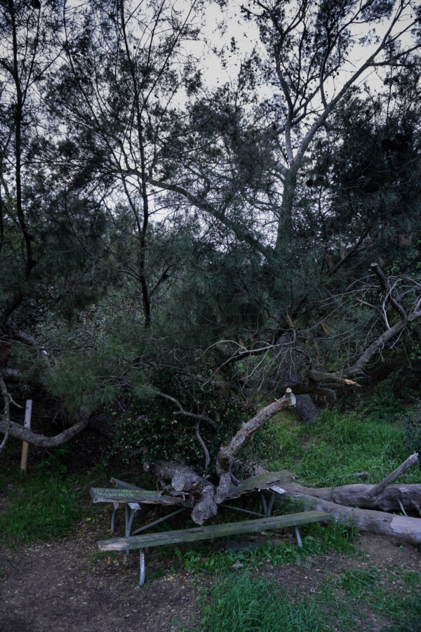 Haunted Picnic Table 29 of Griffith Park - Amy's Crypt