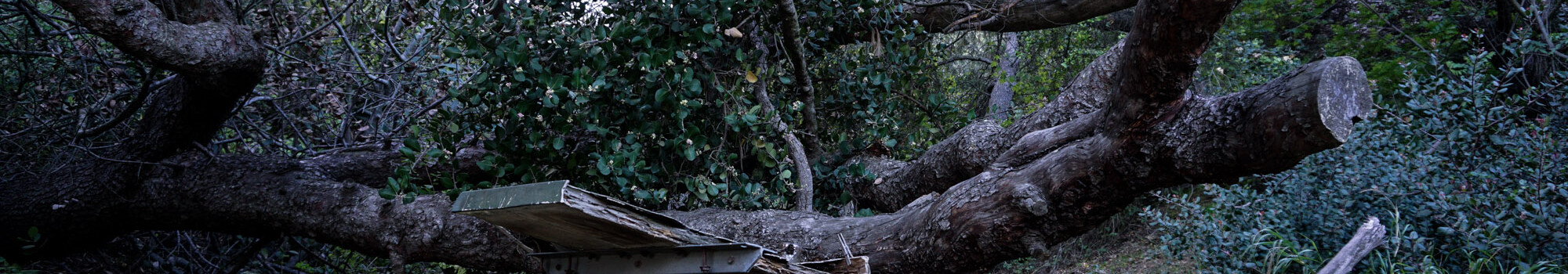 Haunted Picnic Table 29 of Griffith Park - Amy's Crypt
